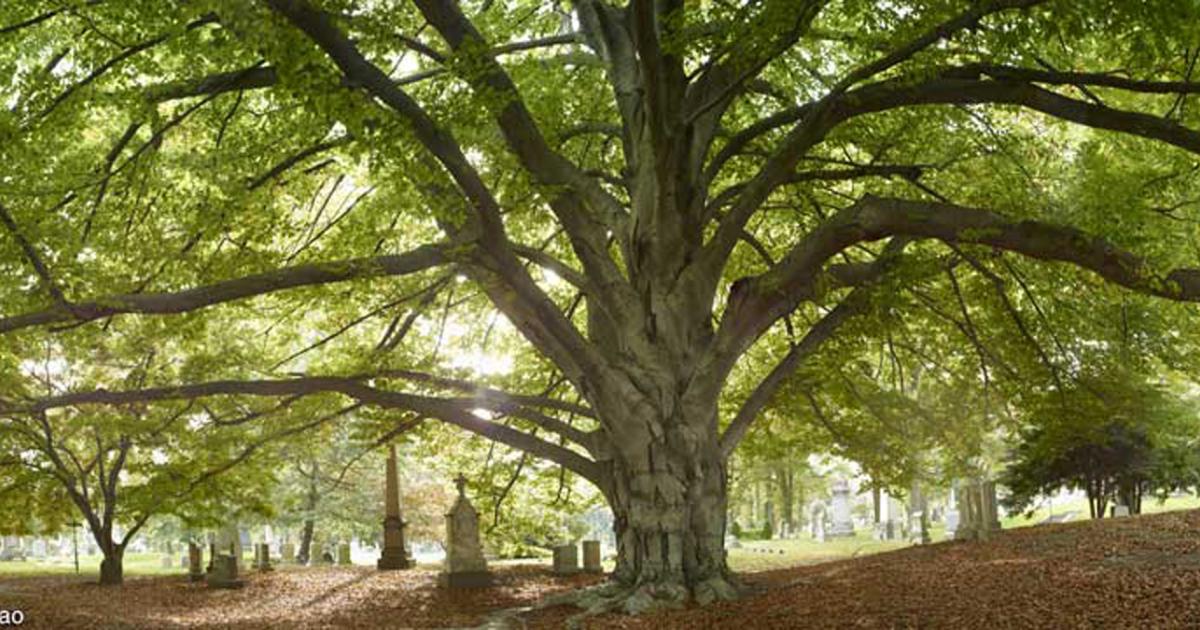 A Beautiful Way to Go | Museum of the City of New York